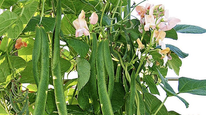 How to grow runner beans