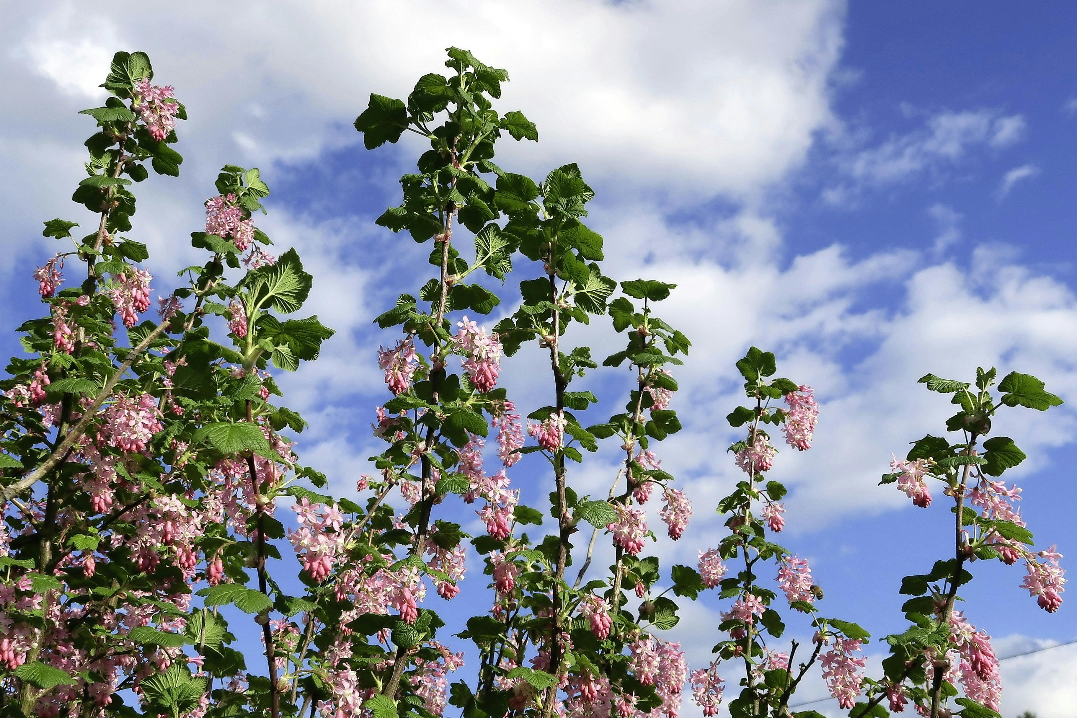 Flowering Currants Will Grow Anywhere! | Garden News