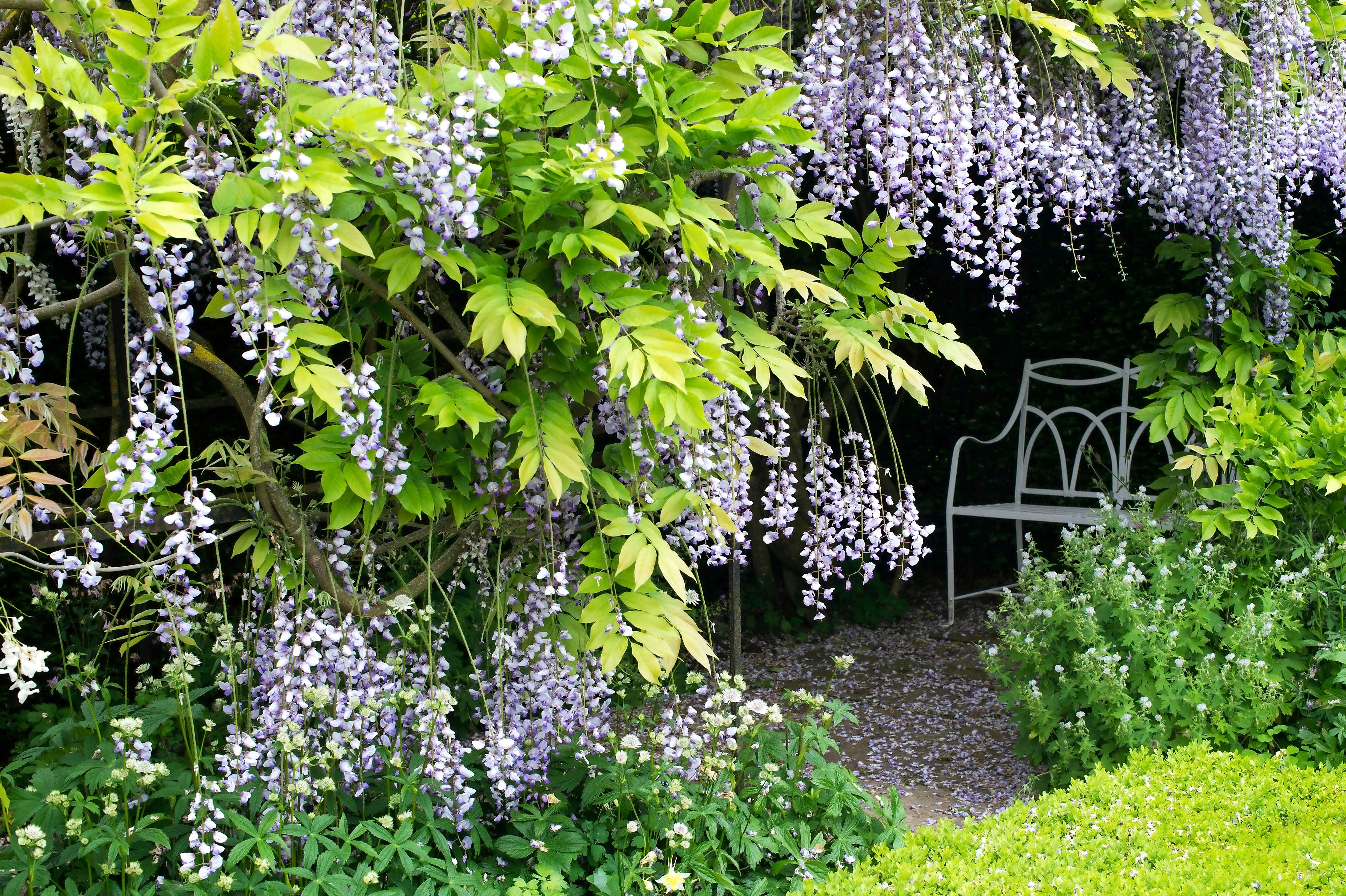 Wisteria Is A Cottage Garden Classic | %%channel_name%%