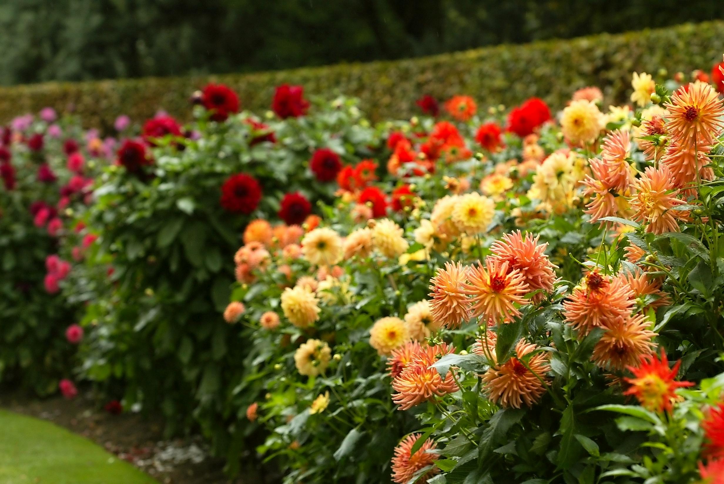 How To… Get A Spectacular Summer Bulb Display! | %%channel_name%%