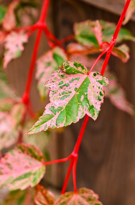 Best Acers For Vibrant Foliage | Garden News