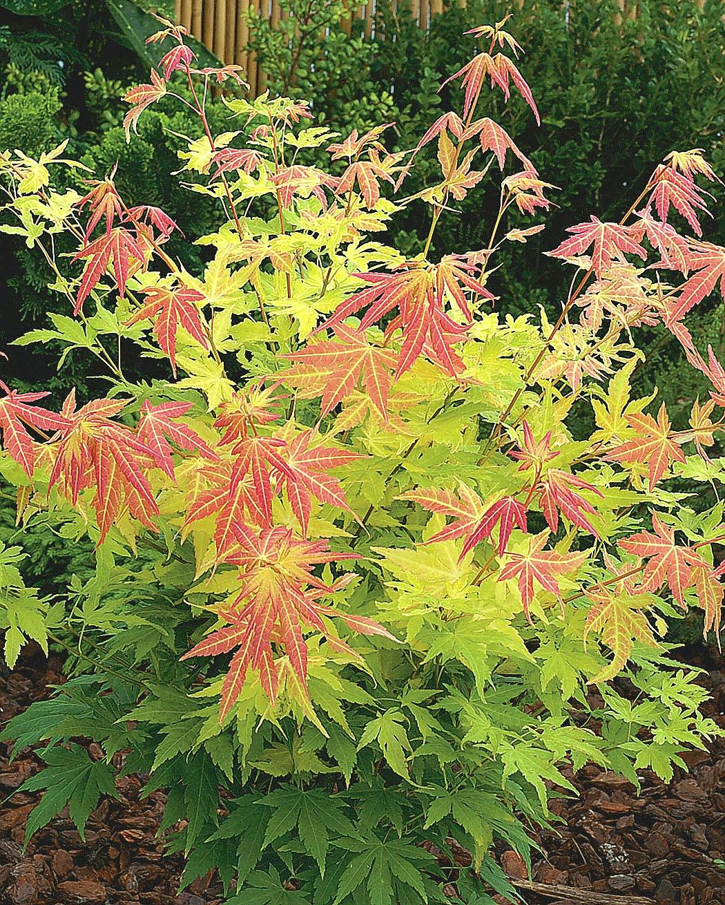 Best Acers For Vibrant Foliage | Garden News