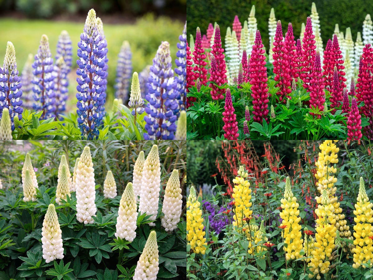Lupins Are A Stately Classic In The Garden | %%channel_name%%