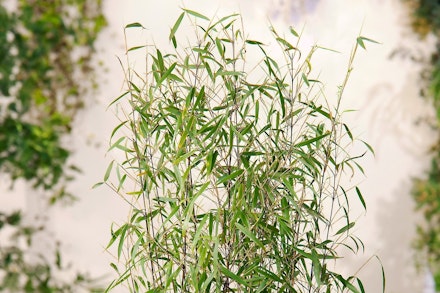 How To Grow Bamboo | Garden News