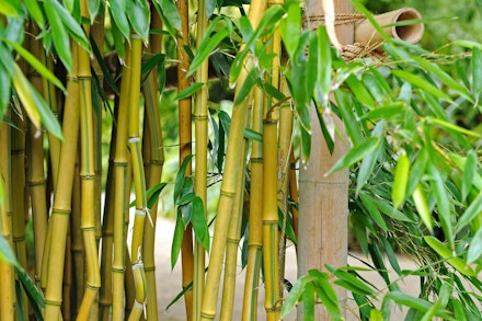 How To Grow Bamboo | Garden News