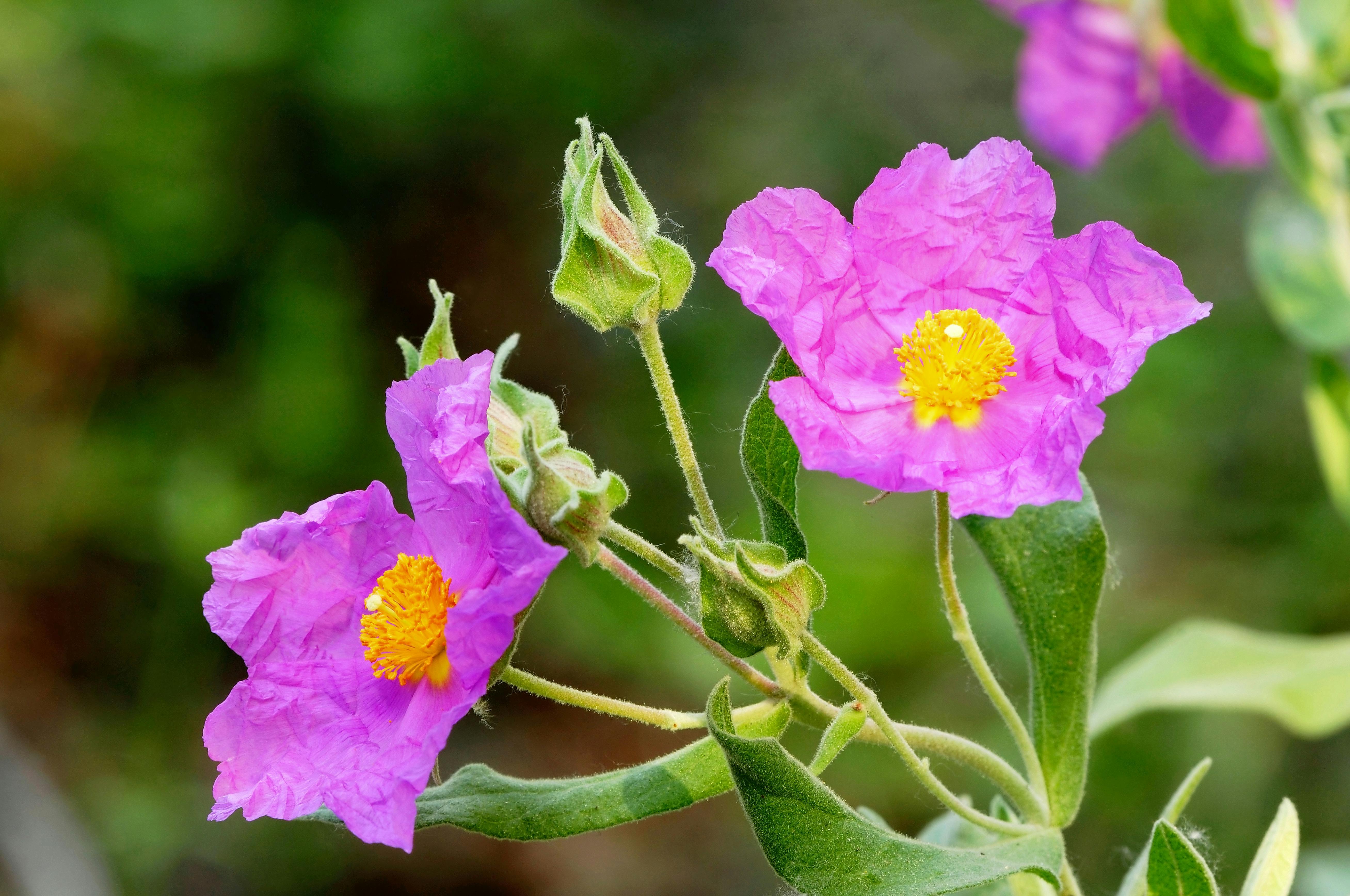 Rock roses are reliable plants in tough conditions