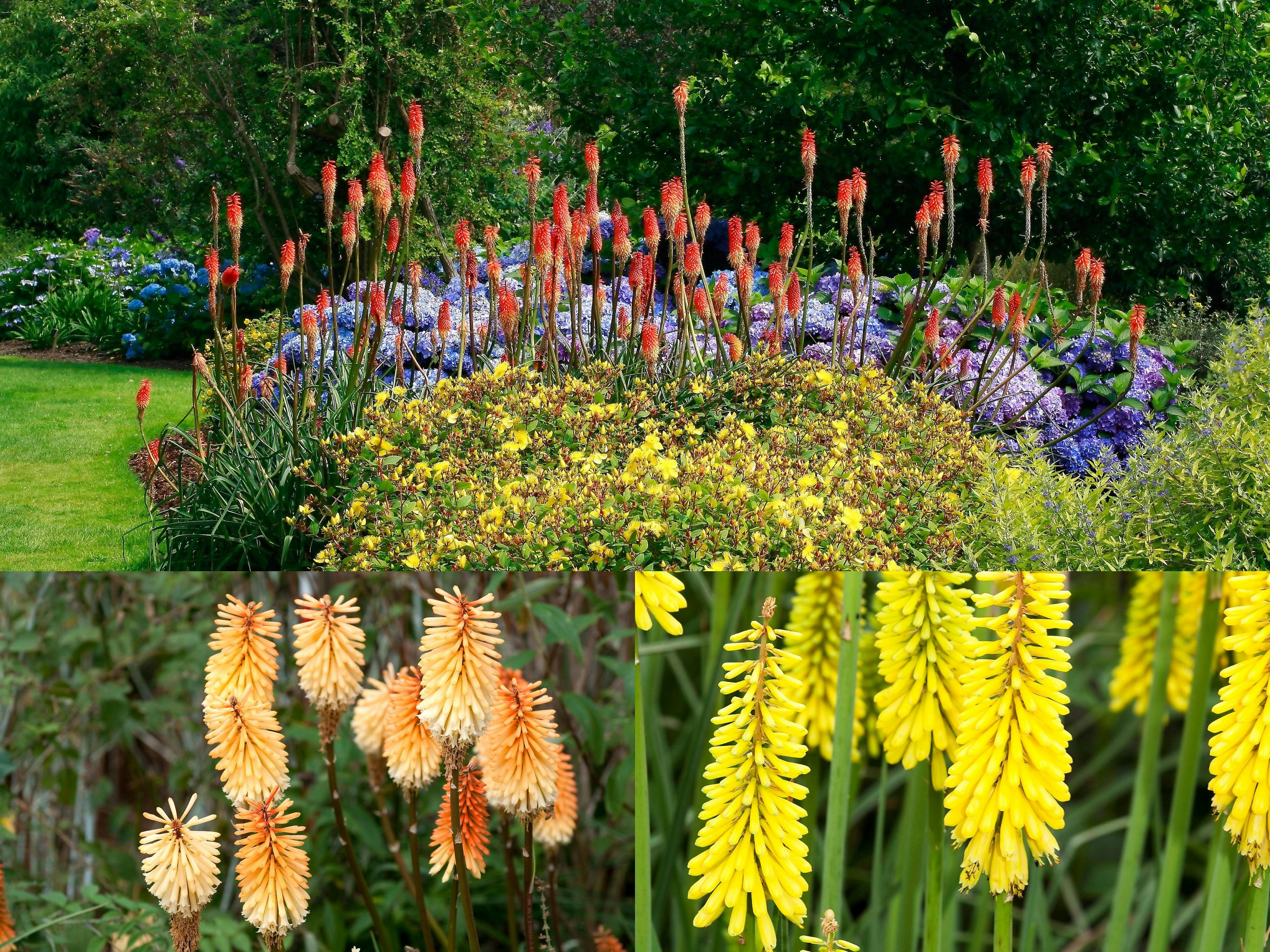 Kniphofia – Better Known As Red-Hot Pokers – Will Enliven Your Garden ...