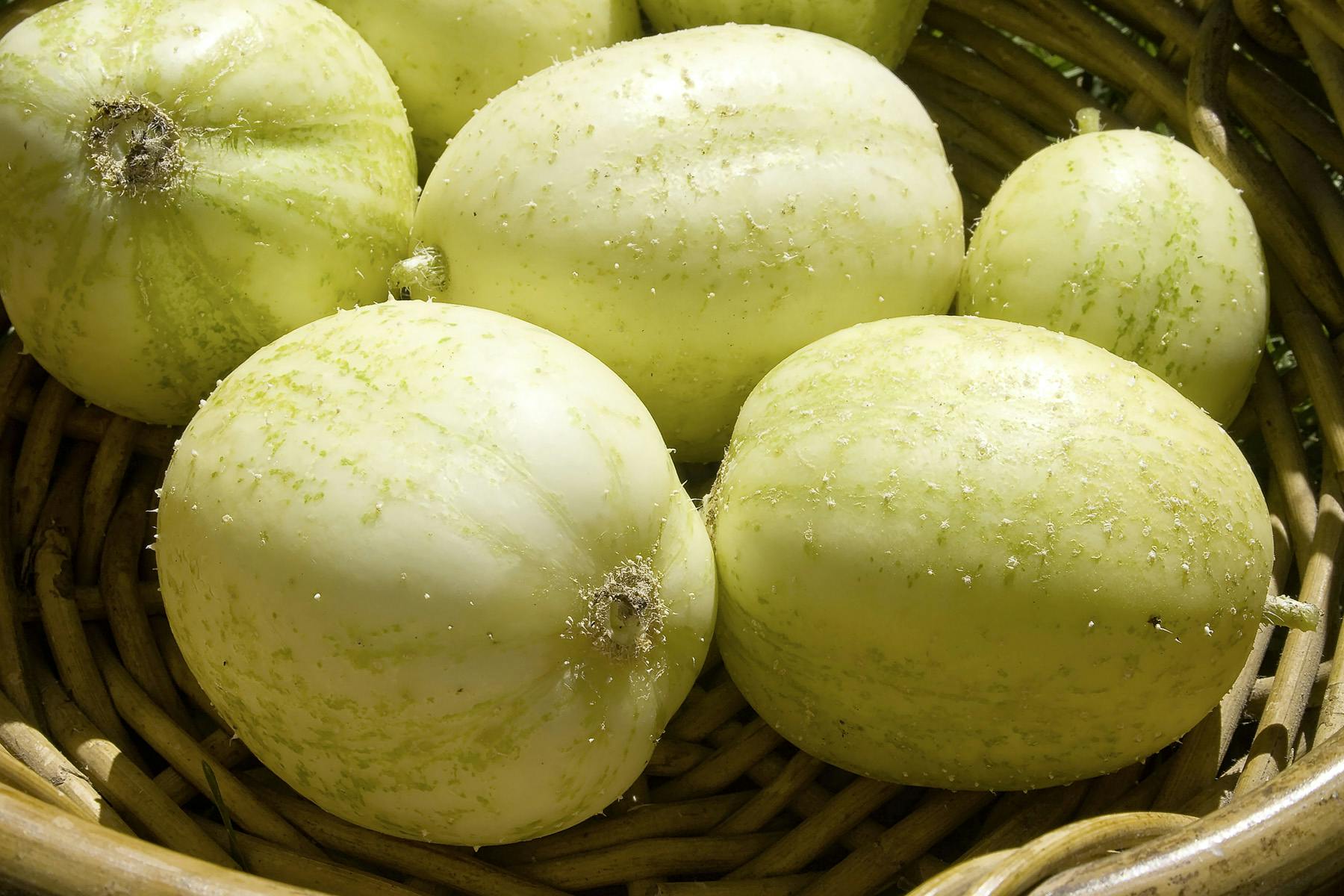 How To Grow Perfect Outdoor Cucumbers | %%channel_name%%