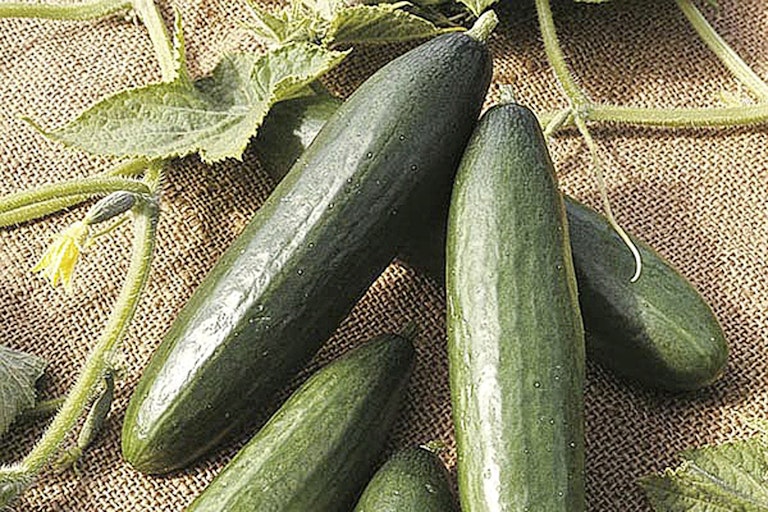 How To Grow Perfect Outdoor Cucumbers | %%channel_name%%