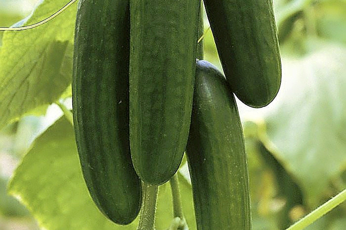 How To Grow Perfect Outdoor Cucumbers | %%channel_name%%