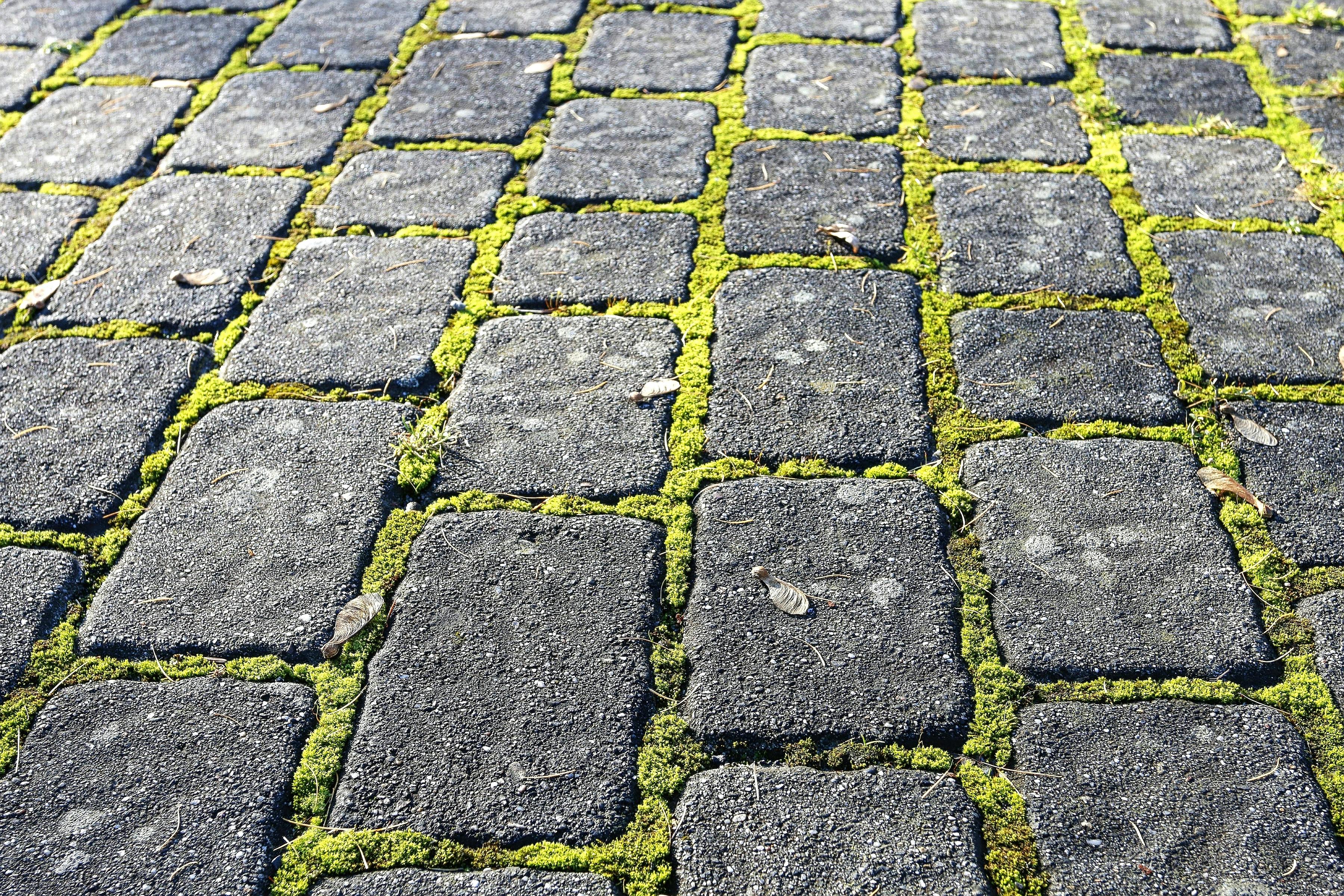 What to do about moss
