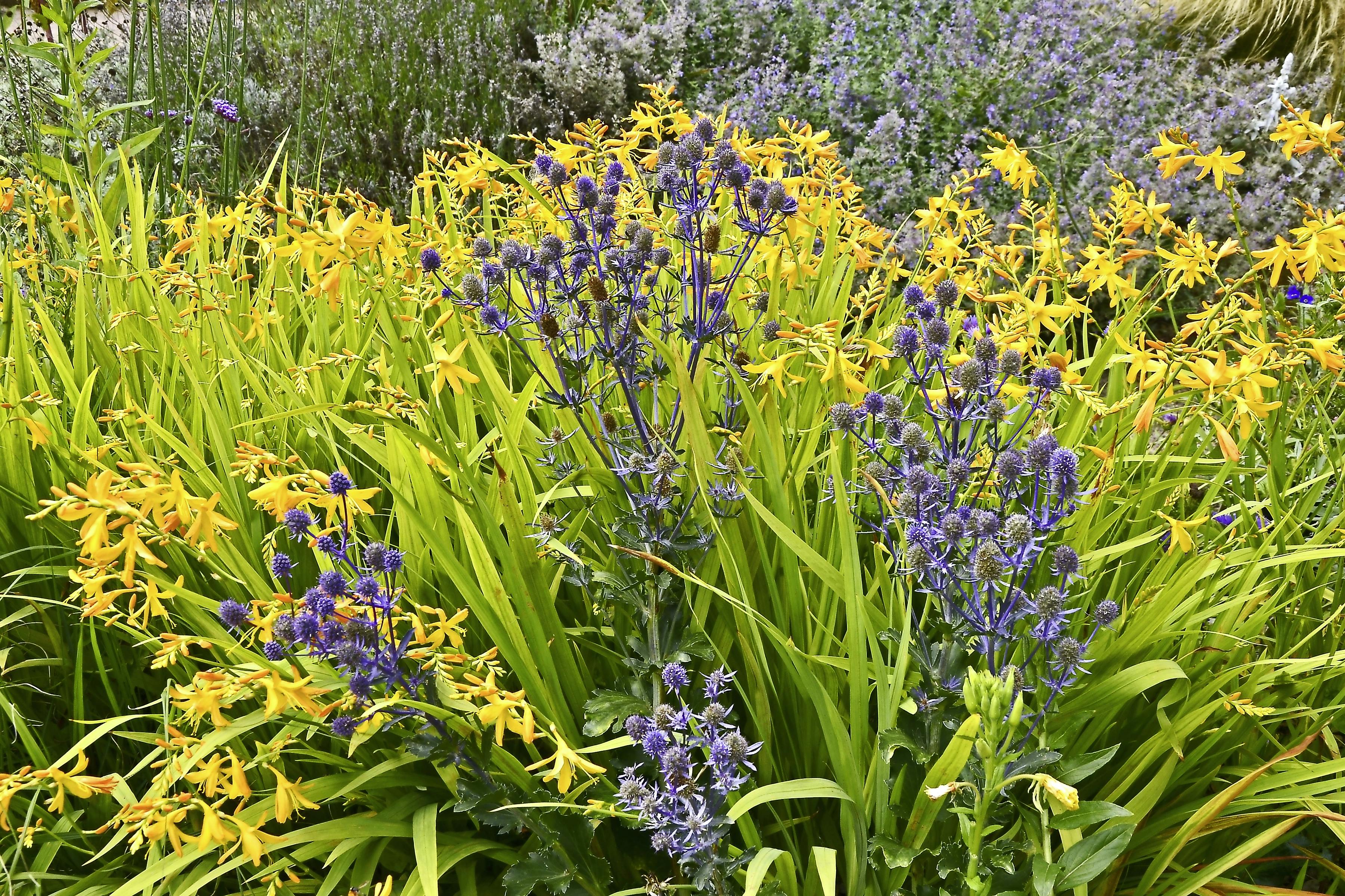 How to plan a colourful border