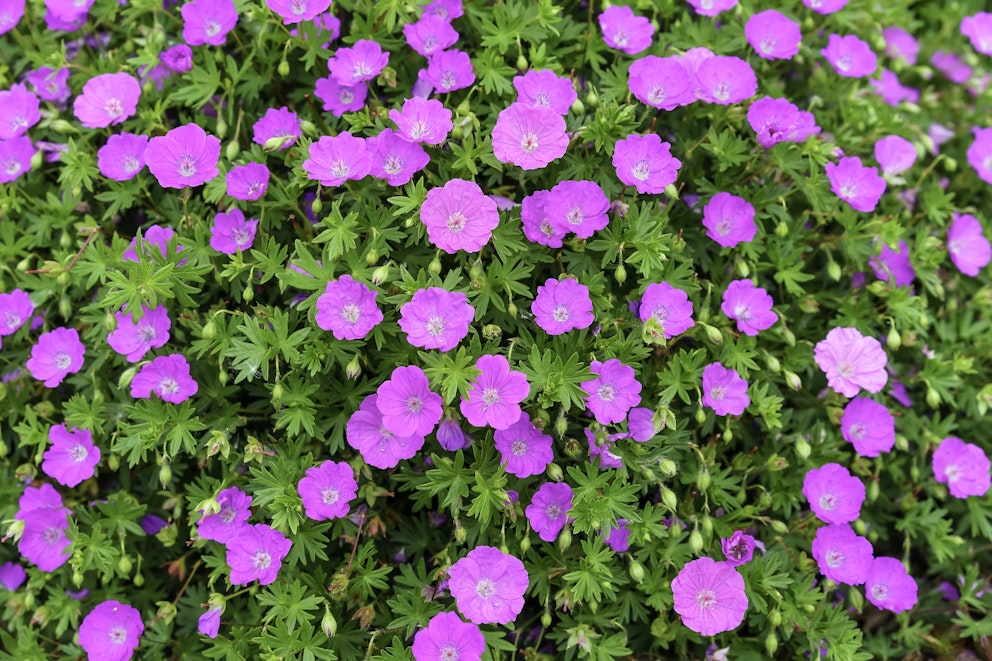 How to plan a colourful border