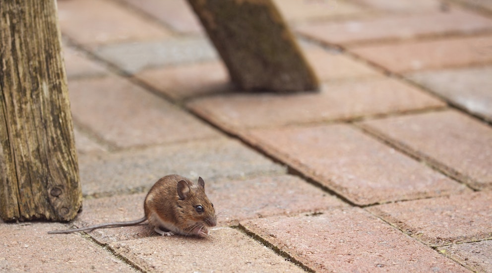 The best mouse traps that actually work (and are humane)