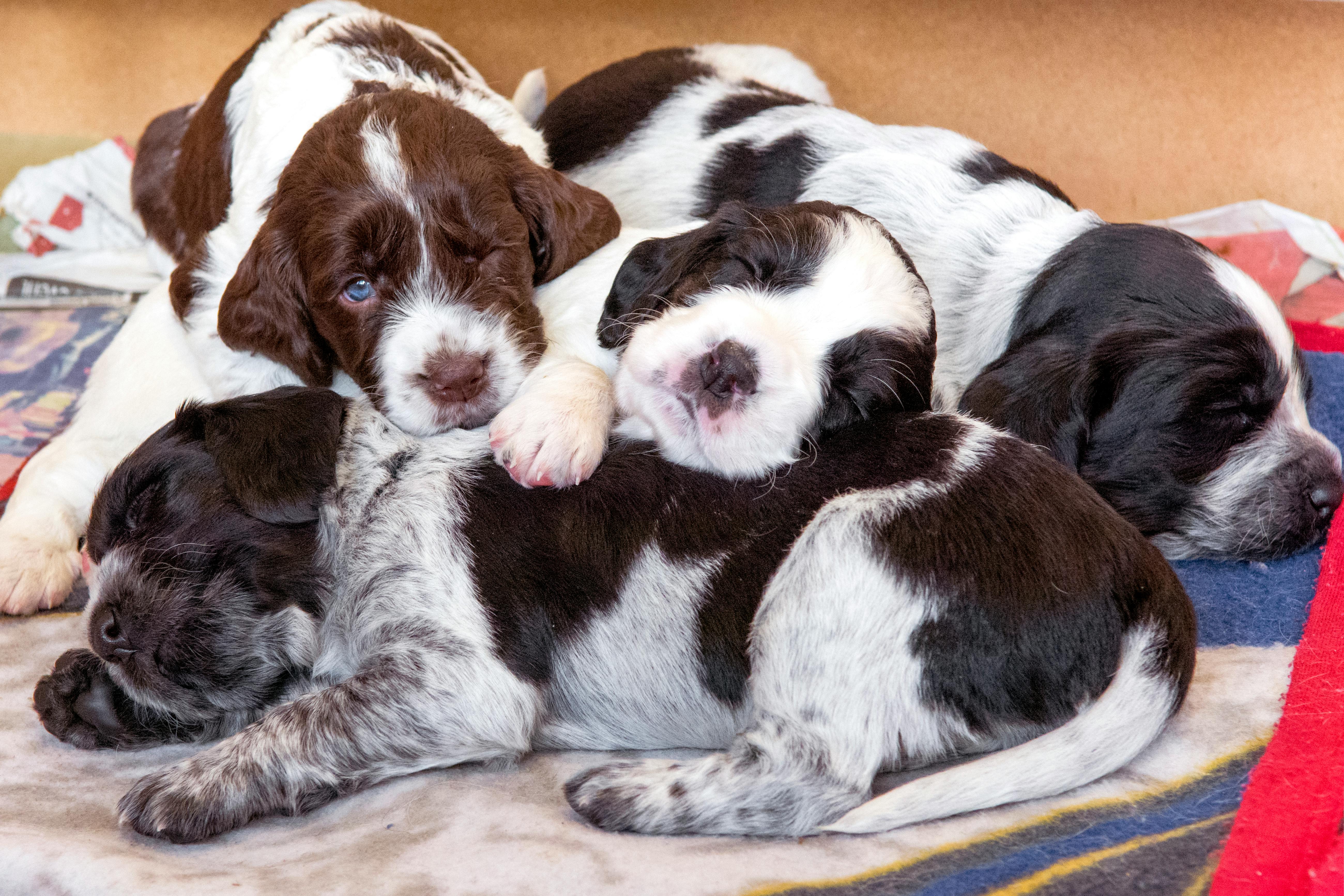 'It's So Cute I Could EAT IT!': The Science Behind Cute Aggression ...