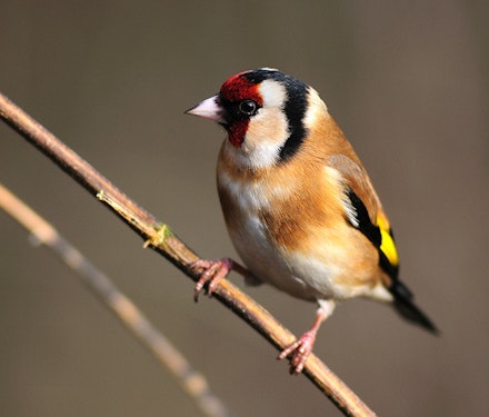 Popular British birds you’ll likely find in your garden! | Leisure | Yours