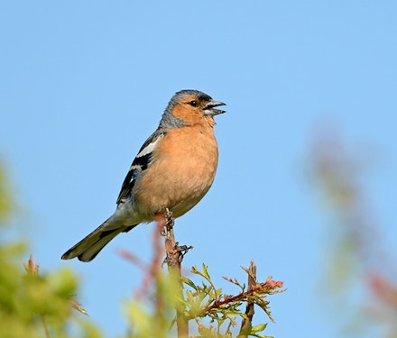 Popular British birds you’ll likely find in your garden! | Leisure | Yours