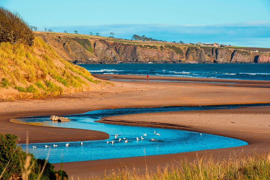 BIRDWATCHING IN ANGUS, SCOTLAND | Features | Bird Watching