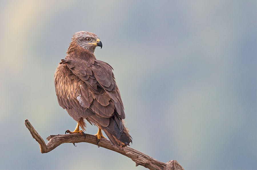 Black Kite Bird