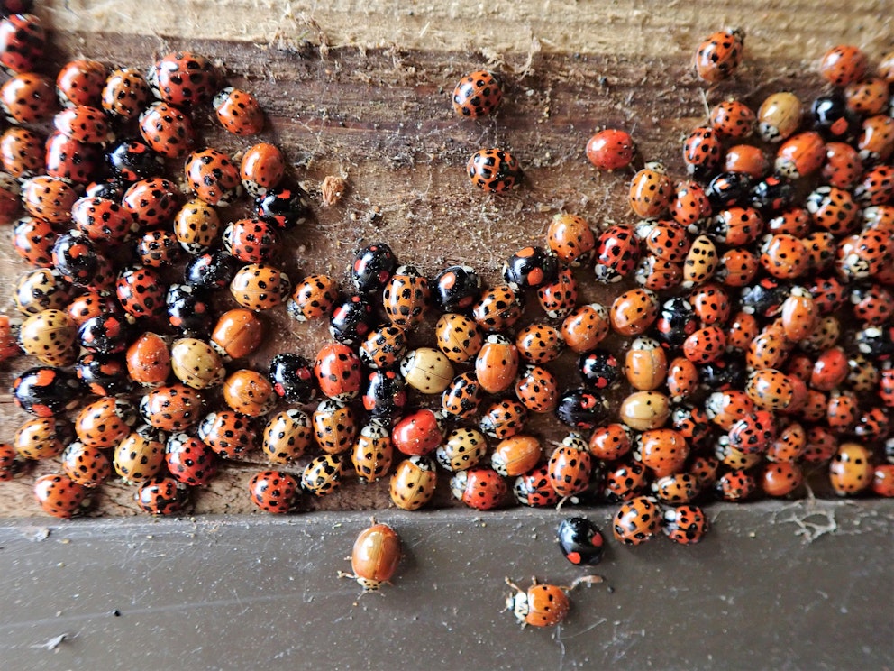 Which animals hibernate in the UK | Leisure | Yours