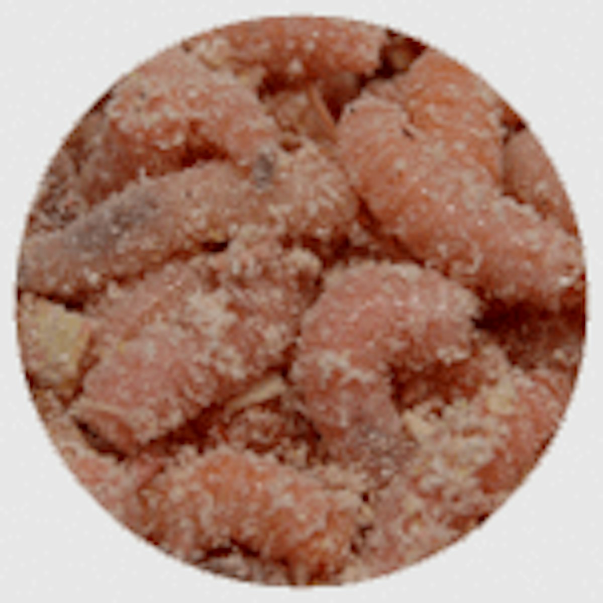 MAGGOTS – THE PERFECT FISHING BAIT | Angling Times