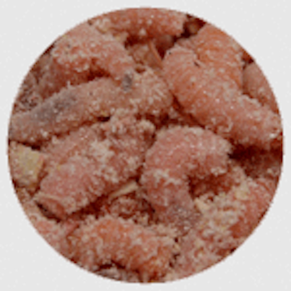 MAGGOTS – THE PERFECT FISHING BAIT | Angling Times