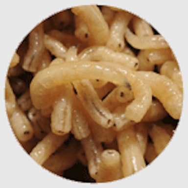 MAGGOTS – THE PERFECT FISHING BAIT | Angling Times