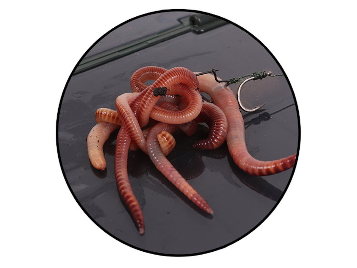 THE 10 BEST CHUB BAITS | Angling Times