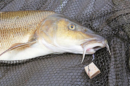 FISHING WITH MEAT TIPS | Angling Times
