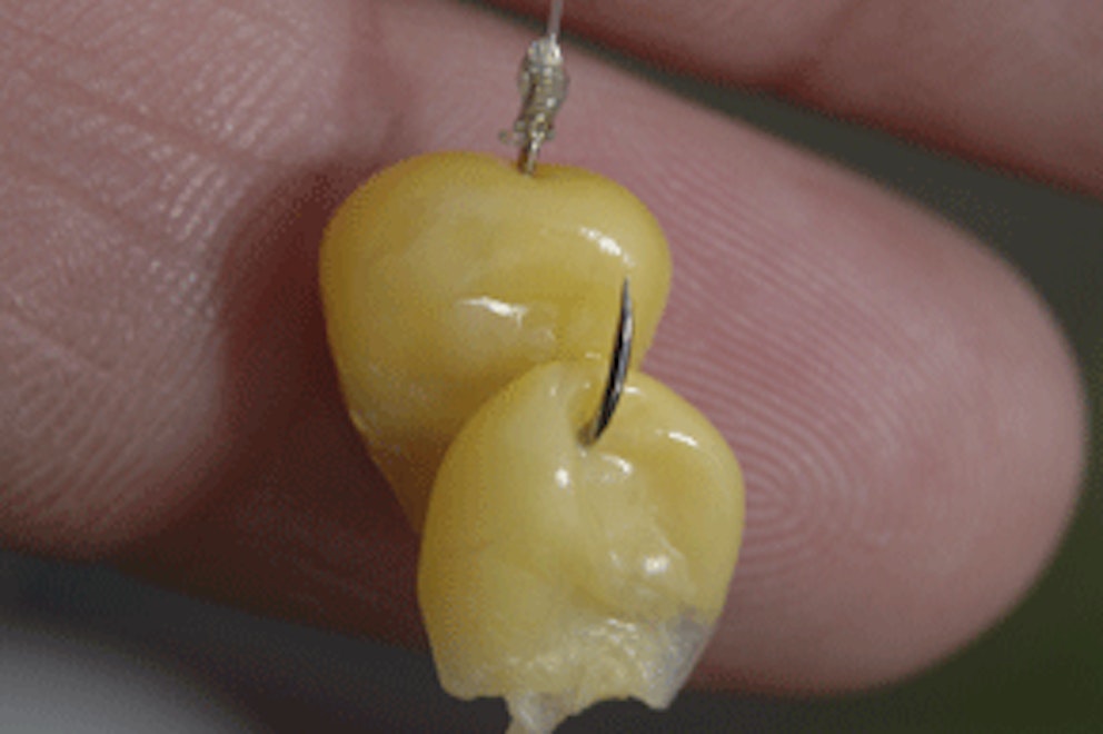 SWEETCORN – ONE OF THE BEST COARSE AND CARP FISHING BAITS | Angling Times