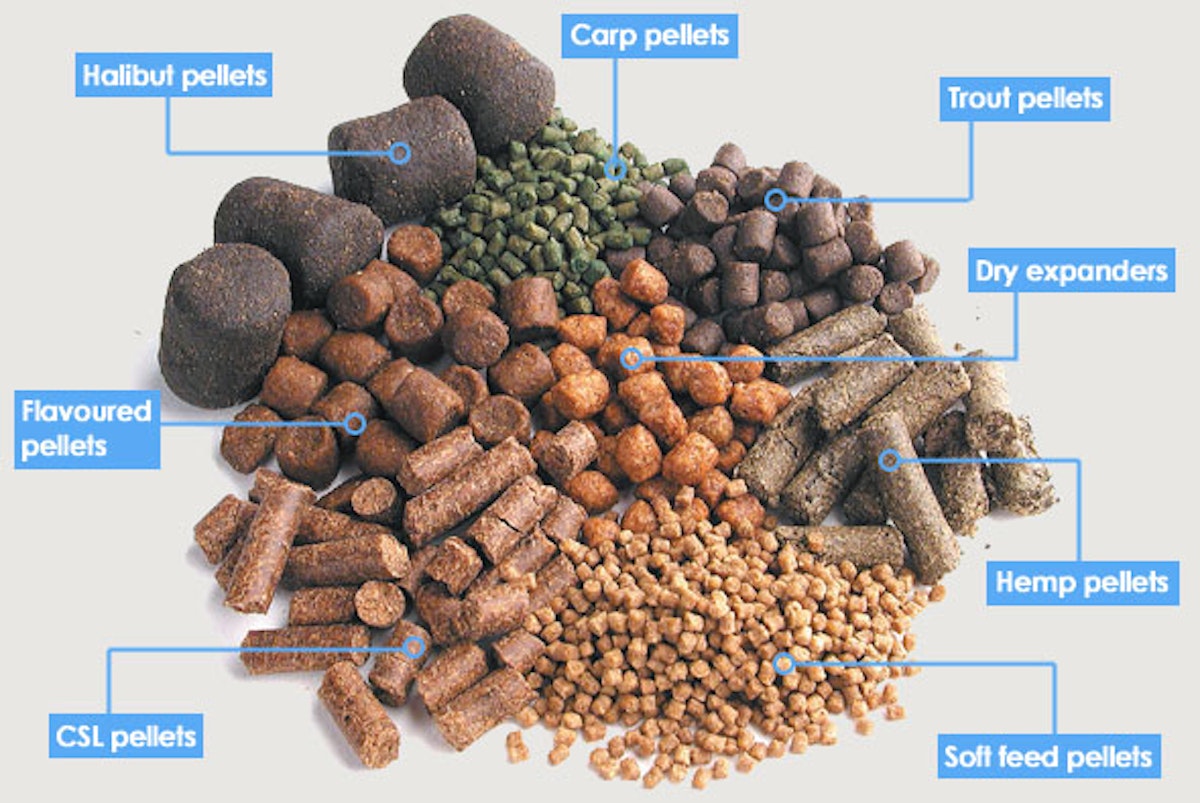 TYPES OF FISHING PELLET EXPLAINED | Angling Times