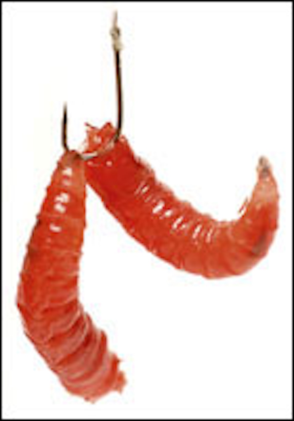 HOW TO HOOK MAGGOTS THE RIGHT WAY | Angling Times