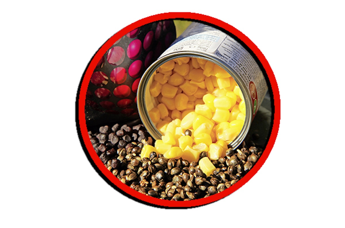 SIX EASY STEPS FOR USING CORN | Angling Times