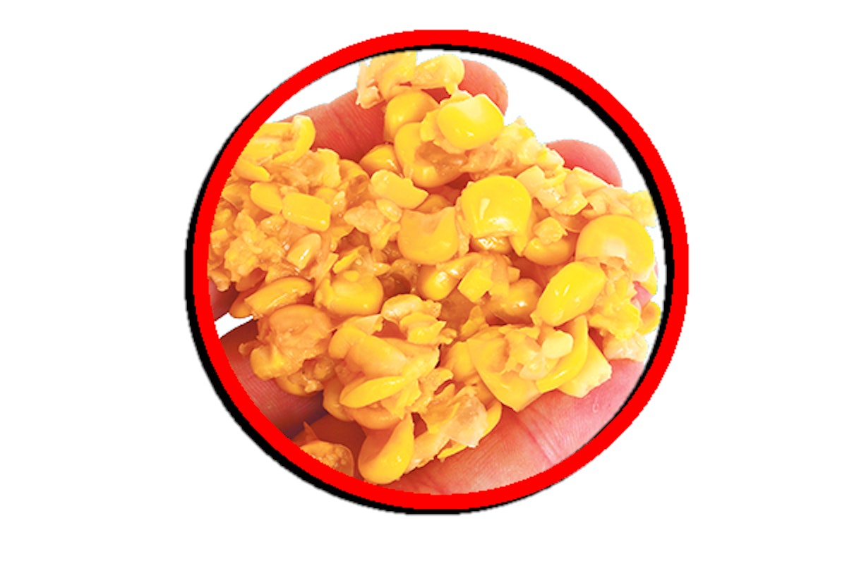 SIX EASY STEPS FOR USING CORN | Angling Times