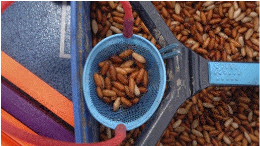 COARSE FISHING WITH CASTERS AS BAIT | Angling Times