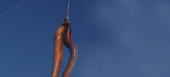 lobworm.gif?format=jpg&quality=80&width=960&height=540&ratio=16-9 ...