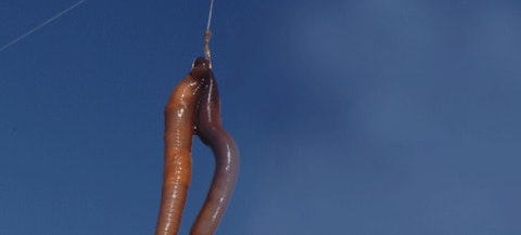 LOBWORMS, REDWORMS AND DENDROBAENA WORMS | Angling Times