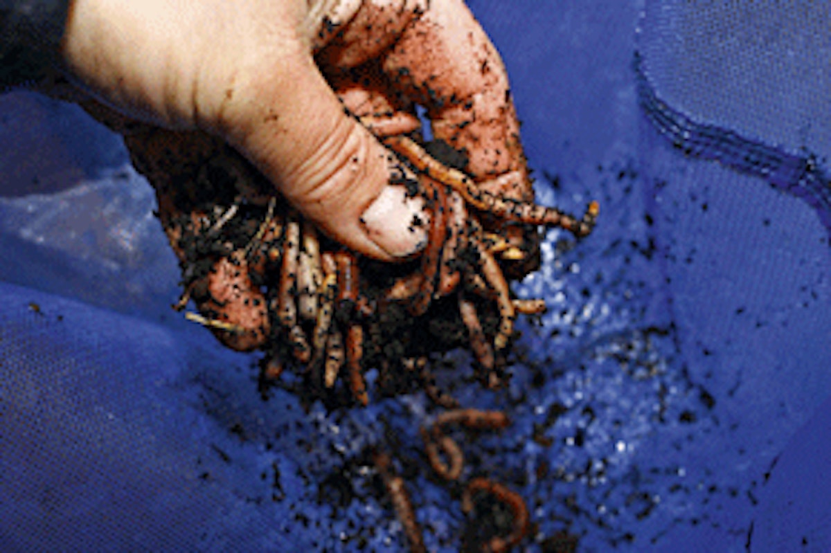 LOBWORMS, REDWORMS AND DENDROBAENA WORMS | Angling Times