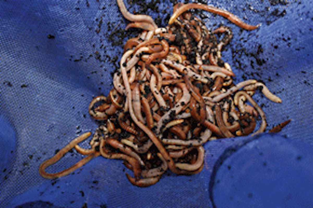 LOBWORMS, REDWORMS AND DENDROBAENA WORMS | Angling Times