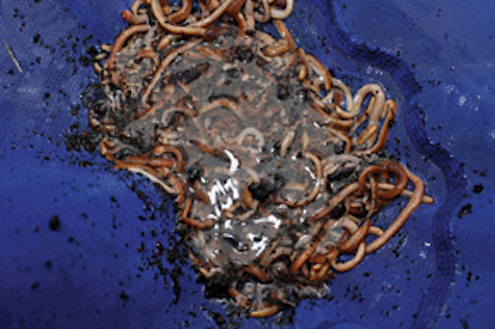 LOBWORMS, REDWORMS AND DENDROBAENA WORMS | Angling Times