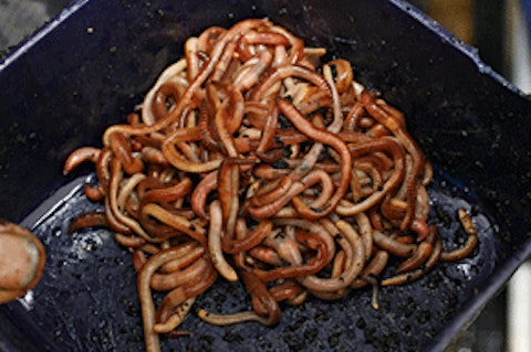 LOBWORMS, REDWORMS AND DENDROBAENA WORMS | Angling Times