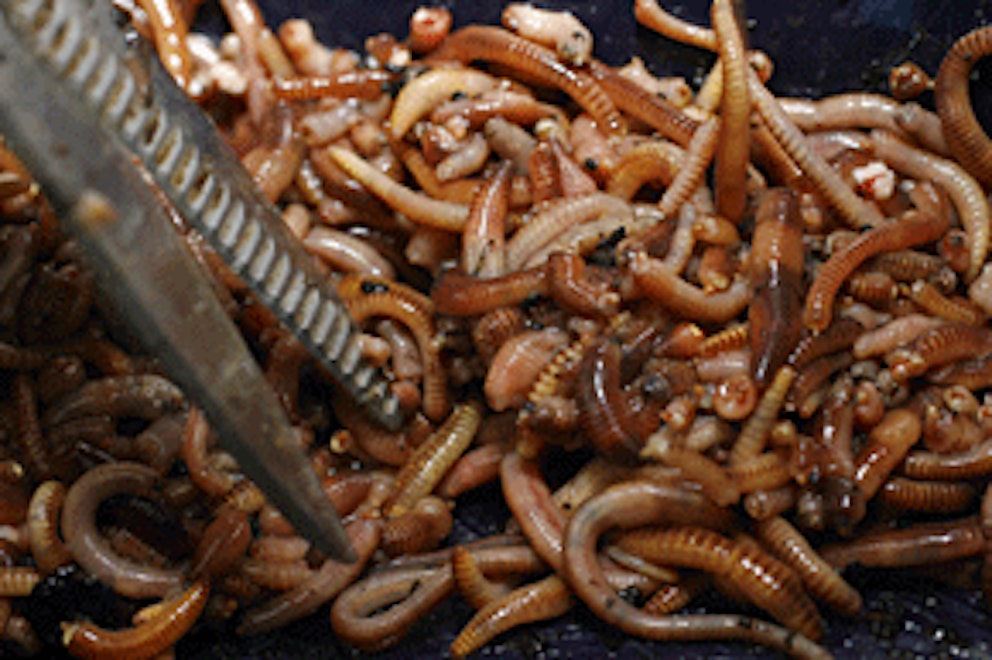 LOBWORMS, REDWORMS AND DENDROBAENA WORMS | Angling Times
