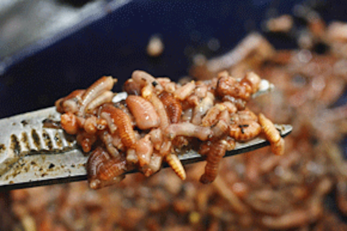 LOBWORMS, REDWORMS AND DENDROBAENA WORMS | Angling Times