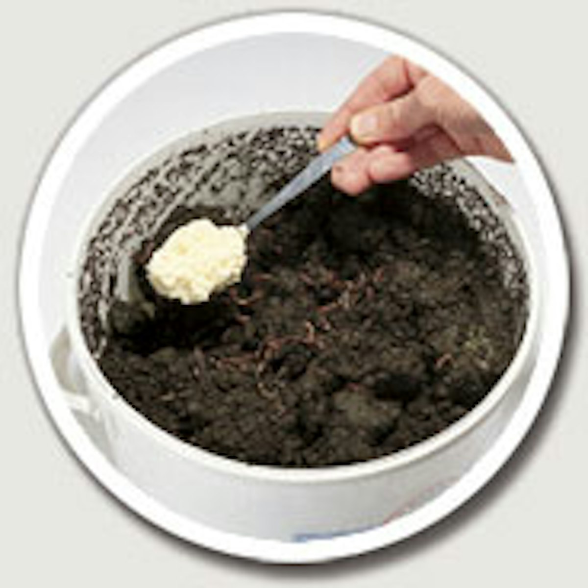 HOW TO LOOK AFTER YOUR LOBWORMS AND REDWORMS | Angling Times