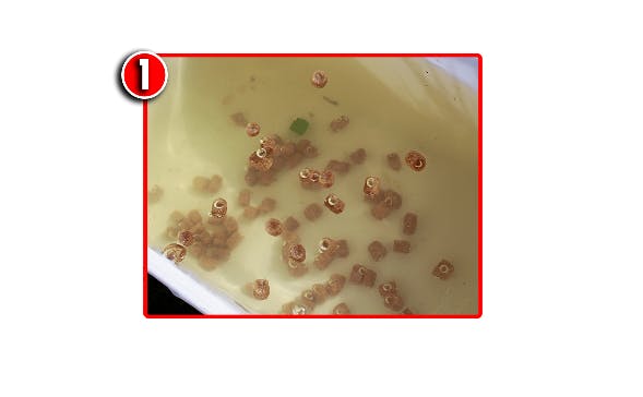 PREPARE YOUR PELLETS WITH TOMMY PICKERING | Advice | Angling Times