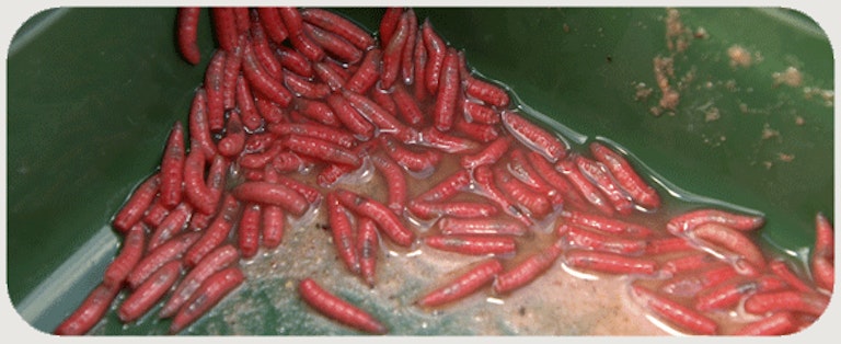 COARSE FISHING WITH MAGGOT BAITS | Angling Times