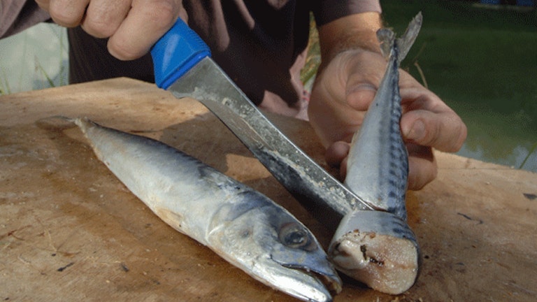 THE BEST DEADBAITS TO USE WHEN FISHING FOR PIKE | Angling Times