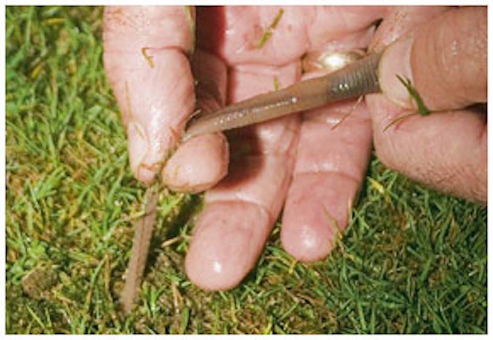 CATCHING BIG FISH WITH LOBWORMS AS BAIT | Angling Times