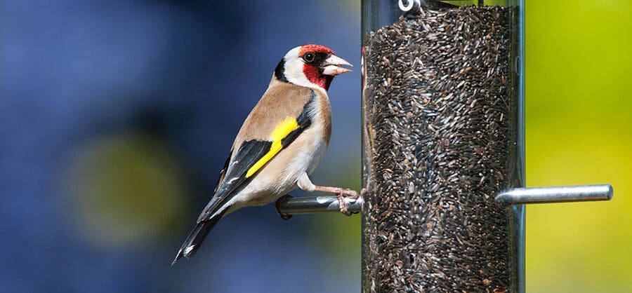 GET STARTED IN BIRDWATCHING | Features | Bird Watching