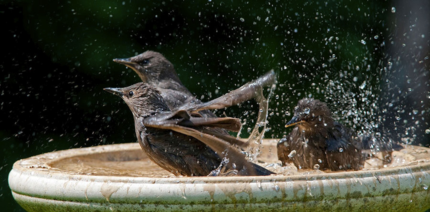 GET STARTED IN BIRDWATCHING | Features | Bird Watching